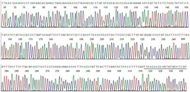 Interpreting the Sanger sequence data