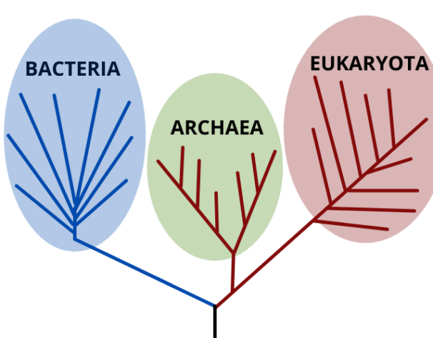 Classification of microbes